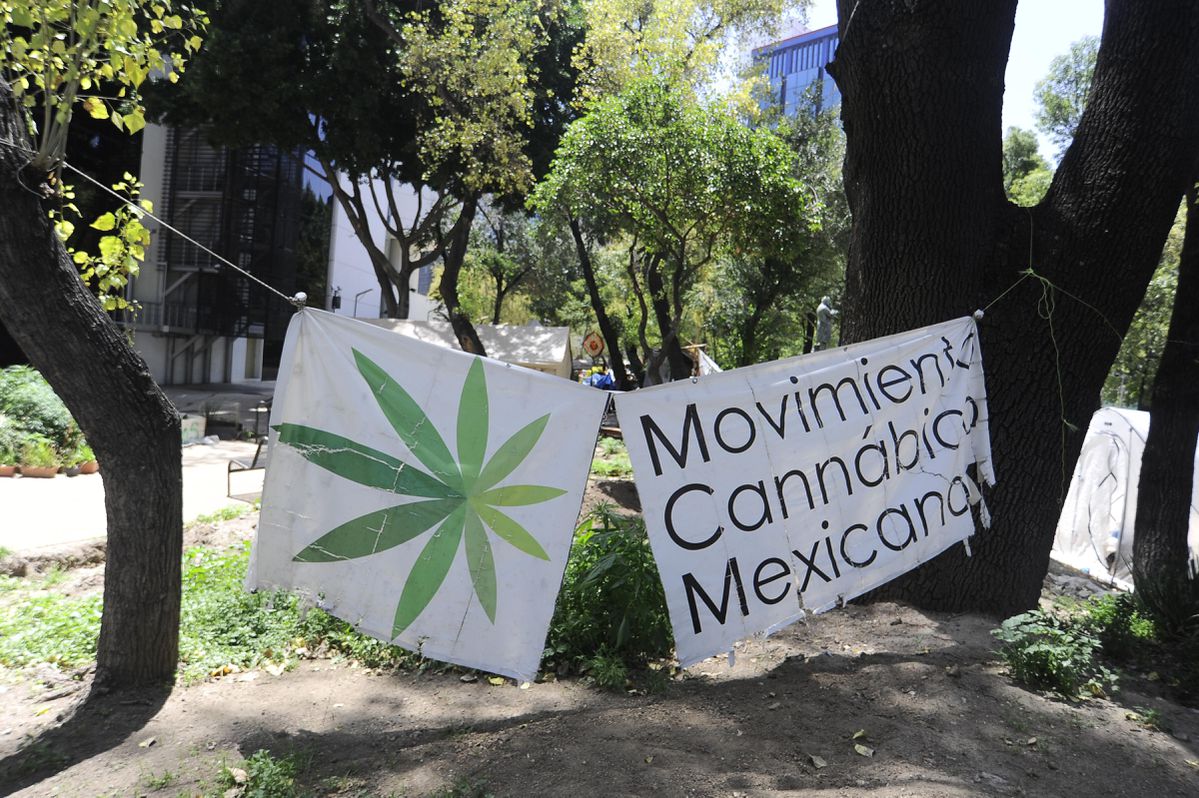 At Last Mexico Publishes Medical Cannabis Regulations Cannabis3000