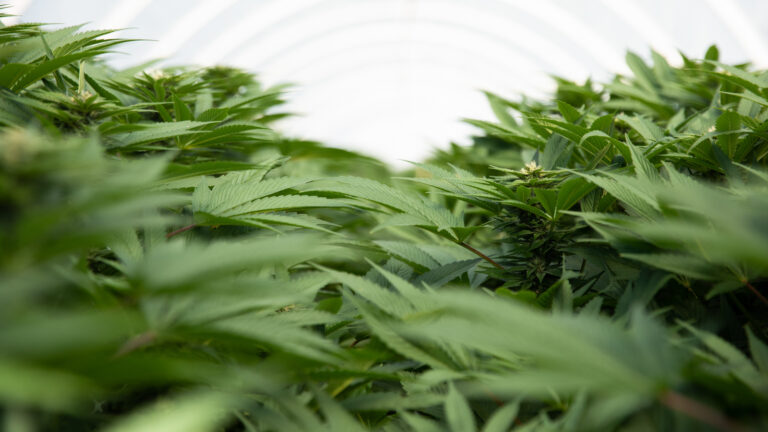 Who is Subcool? The legendary cannabis breeder, explained ...